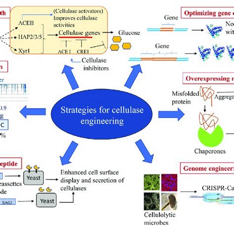 Rational Design And Directed Evolution Strategies For Genetic