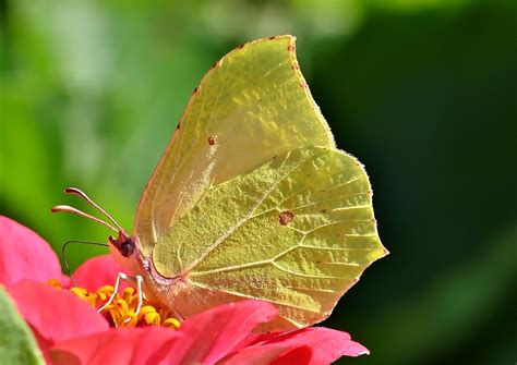 30000 Free Butterfly 🦋 And Butterfly Images Pixabay