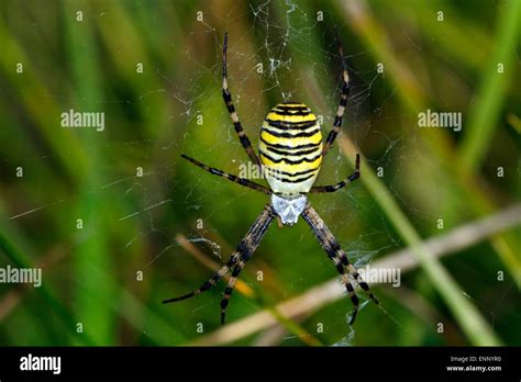 Black Spider With Yellow Stripes