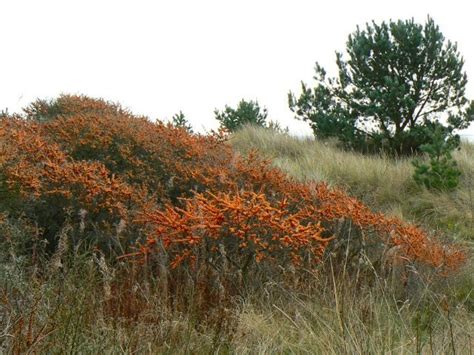 Sea Buckthorn © James Allan cc-by-sa/2.0 :: Geograph Britain and Ireland