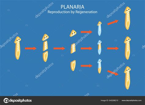 Regeneration Of Planaria Drawing