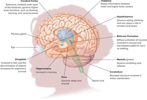 Psychology Week 3 Chapter 3 Diagram Quizlet