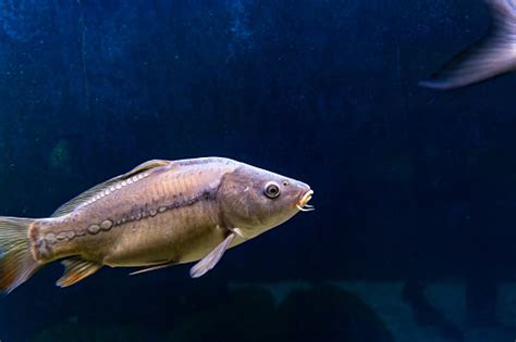물고기 거울 잉어 Cyprinus Carpio 진한 파란색 수생 환경에서 수영 비늘과 지느러미는 자연스러운 질감과 색상을 강조합니다 환경 보전과 생물 다양성 강에 대한 스톡