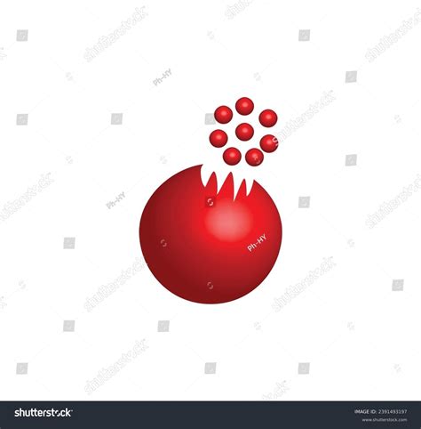 Hemolysis Normal Red Blood Cell Spherocyte Stock Vector Royalty Free