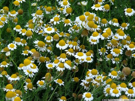 Anthemis Nobilis Heřmánek římský Chamaemelum Nobile