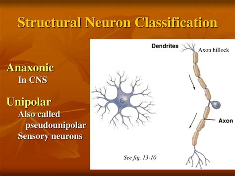 Ppt Ch 13 Neural Tissue Powerpoint Presentation Free Download Id