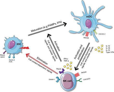 The Role Of Type 1 Conventional Dendritic Cells In Cancer Immunity