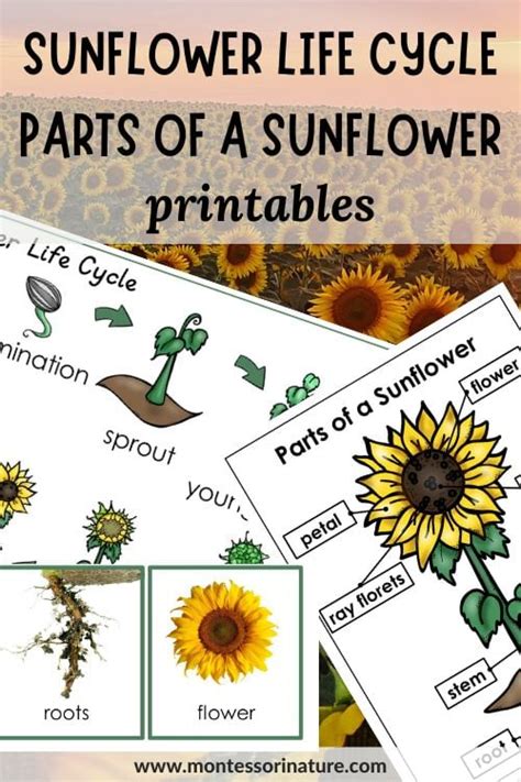 Parts Of A Sunflower And Their Functions Chart Infoupdate Org