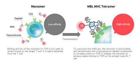 Mbli Resources Mhc Class I And Class Ii Tetramers