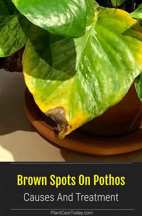 What Causes Brown Spots On Flowers Leaves At Laura Stanley Blog