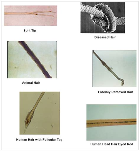 Trace Evidence Analysis New Jersey State Police