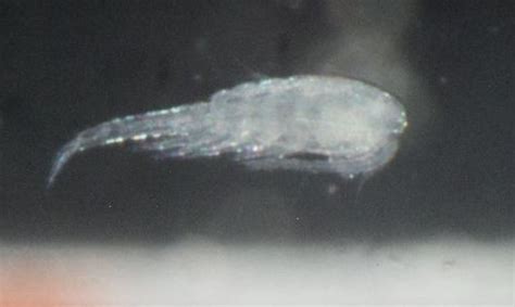 Thermocyclops Inversus Freshwater Biodiversity Portal Of Bangladesh