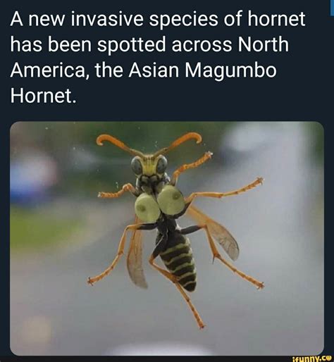 Asian Magumbo Hornet Ai Character Chat On Telegai