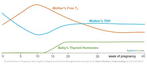 Thyroid And Pregnancy At Home Health Tests