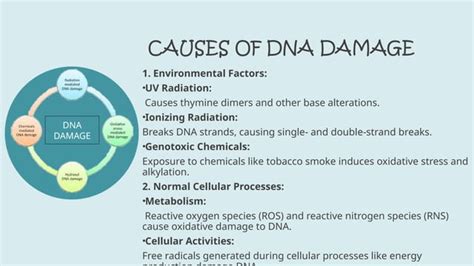 Introduction To DNA Damage And Repair Pptx