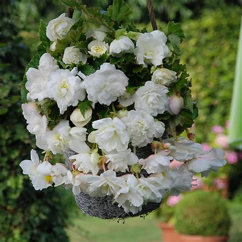 5 X Trailing White Begonia Pendula Tubers Perennial Hanging Begonia