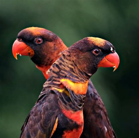 Orange Parrots Birds Wildlife Free Photo On Pixabay