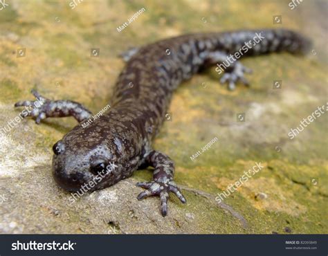 Smallmouth Salamander