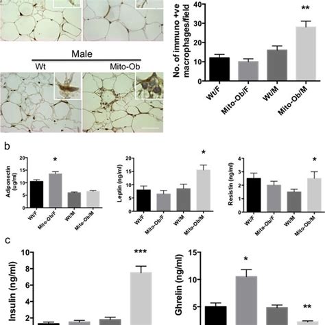 Mito Ob Mice Display Sex Differences In Adipose Tissue Structure And