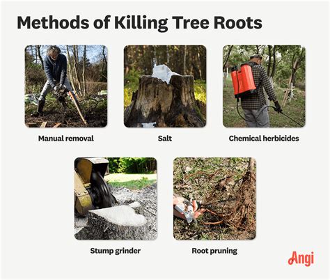 How To Kill Tree Roots Angi