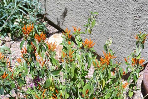 How To Grow And Care For Mexican Honeysuckle Gardeners Path