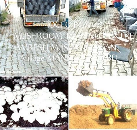 Preparation Of Button Mushroom Compost Material At Rs 18 Kg Button Mushrooms In Faridabad Id