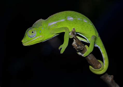 13 Rare And Endangered Types Of Lizards