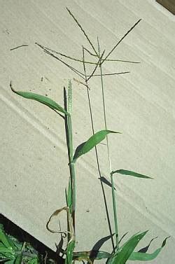 Crabgrass Pictures For All Stages Of Growth