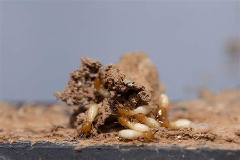 Can Landscaping Choices Help Prevent Termite Infestations Effectively