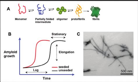 A Schematic Representation Of Amyloid Aggregation The Natively
