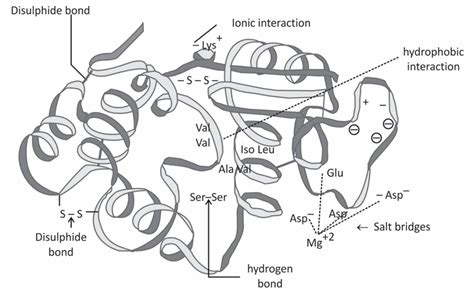 Tertiary Structure Of Protein Recent Progress Of Protein Tertiary
