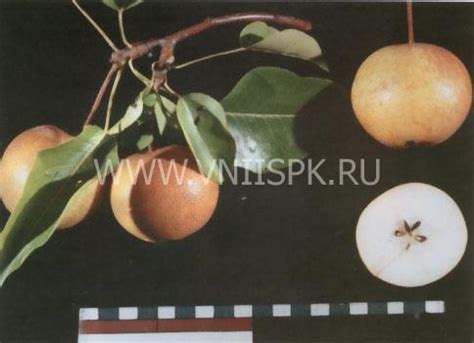 Груша, Сорт Бронзовая - ФГБНУ ВНИИСПК