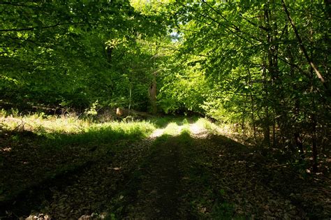 Forest Path Quiet Free Photo On Pixabay Pixabay