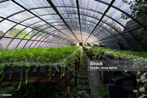 보호 필름 지붕 아래 화분에서 자라는 무성한 잎이있는 녹색 식물의 큰 다양성 가리기에 대한 스톡 사진 및 기타 이미지 가리기 구매 그루지야 Istock