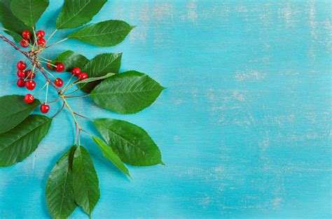 푸른 배경에 잘 익은 과일이있는 체리 가지 공간을 복사합니다 광고에 대한 스톡 사진 및 기타 이미지 광고 채식 음식 0명 Istock