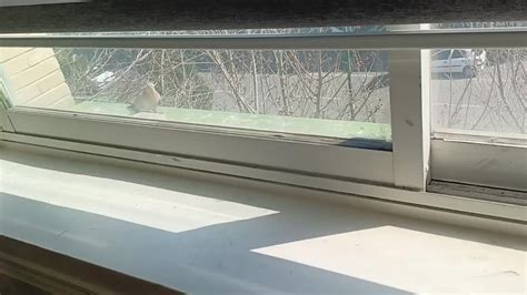 یکی از کارهای که لذت میبرم سر کار انجام بدم دون دادن غذا دادن به