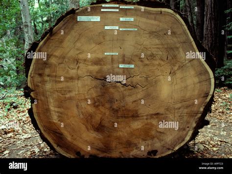 Tree Rings History Tree Story The History Of The World Written In