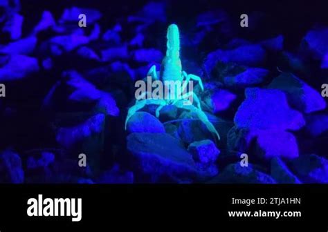 Catching Night Moth Stock Videos And Footage Hd And 4k Video Clips Alamy