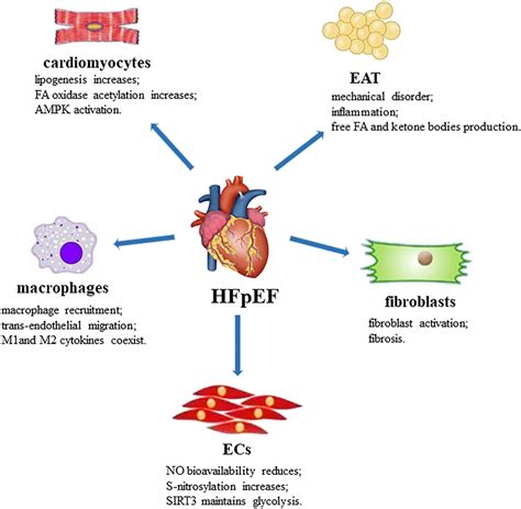 Cardiac Metabolic Reprogramming In Various Cell Types And Tissues In Download Scientific