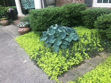 Is Creeping Jenny A Good Ground Cover
