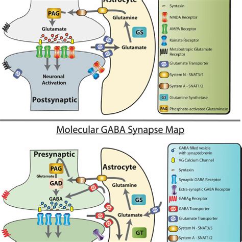 The Cortico Hippocampal And Thalamocortical Circuits Top Schematic Of