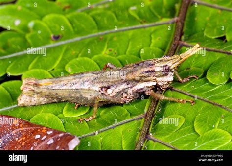 Tropical Grasshopper On A Lfern Eaf In The Rainforest Ecuador Stock
