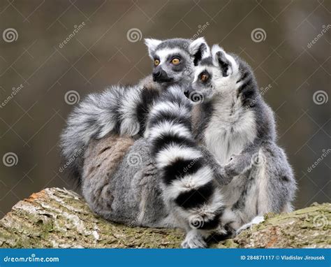 Female Ring Tailed Lemurs Lemur Catta Sit On A Log With Striped Tails