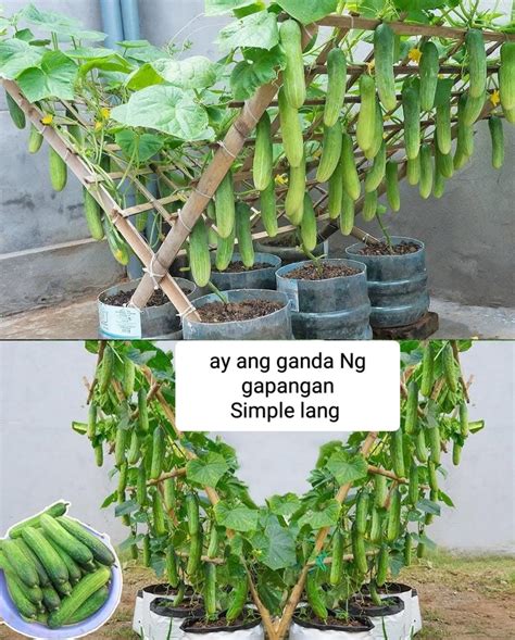 Mama Kaya Niyo Din Itong Gawin Besh Kailangan Malaking Container Ang