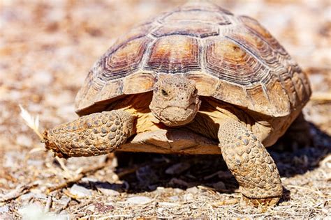 Desert Tortoise Desert Tortoise Rogers Spring Lake Mead Na… Flickr