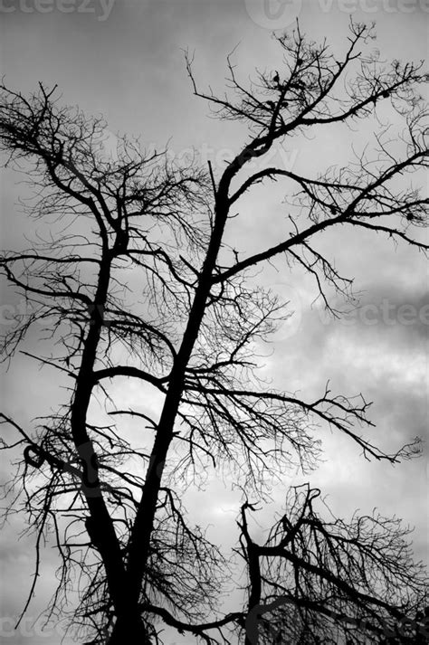 Black And White Image Of A Bare Tree During The Sunset 20827510 Stock Photo At Vecteezy