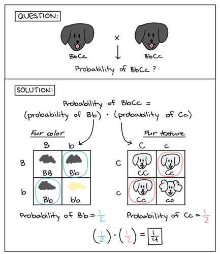 Genetics Exam 1 Flashcards Quizlet