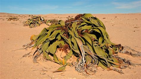 Wüsten Direkt Am Meer Das Sind Die Küstenwüsten Der Welt