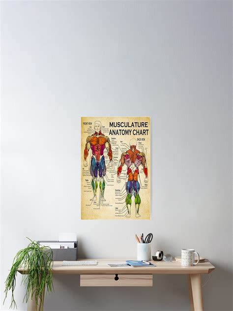 Massage Therapist Muscular Anatomy Chart Poster For Sale By