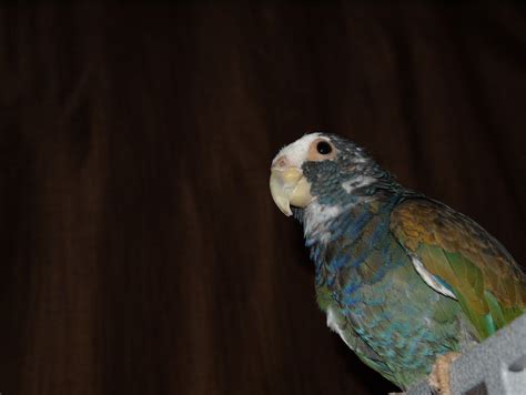 Loro Senil Pionus Senilis Picture Bird